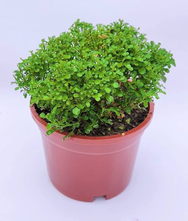 DWARF KAMINI MURAYA LIVE PLANT